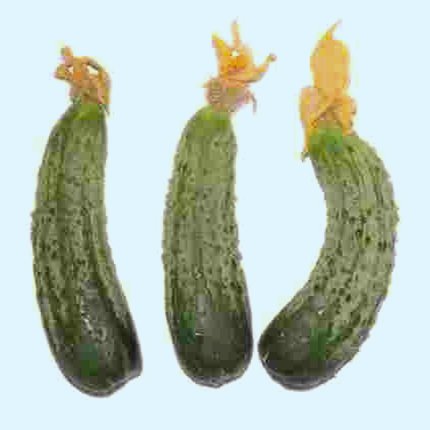 Gherkin Cultivation in India | Farming with Structured Water